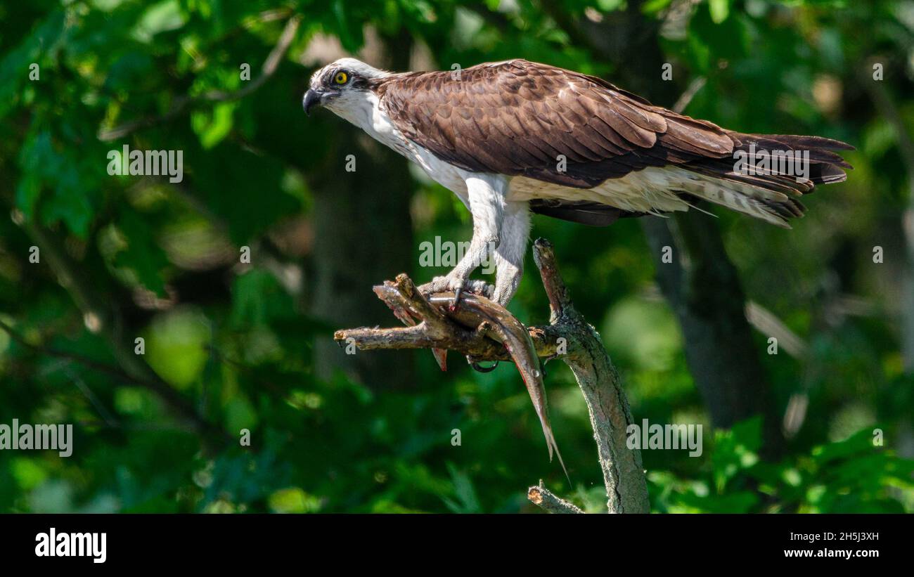 Closeup shot osprey hi-res stock photography and images - Alamy