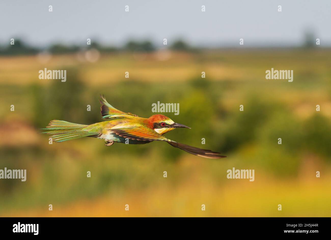 beautiful colored bird in flight, wild animals Stock Photo - Alamy