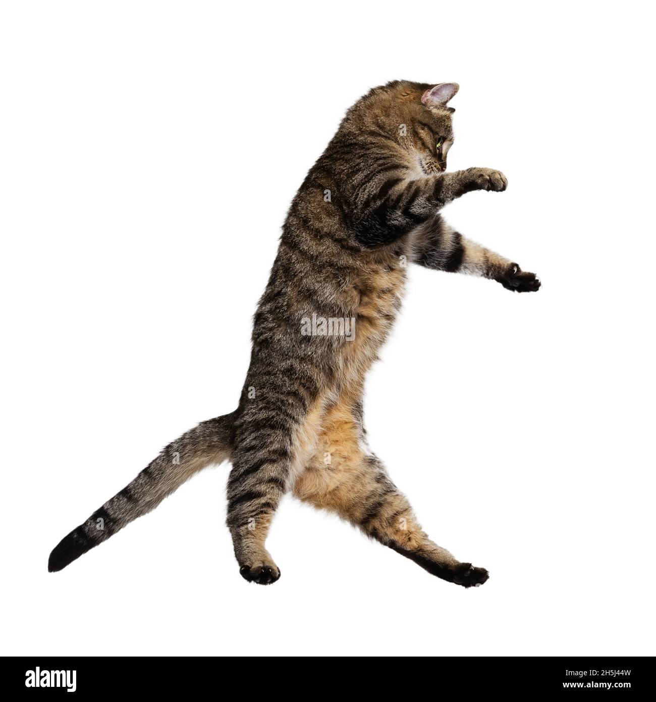 Portrait of beautiful playful breed cat jumping, flying isolated on ...