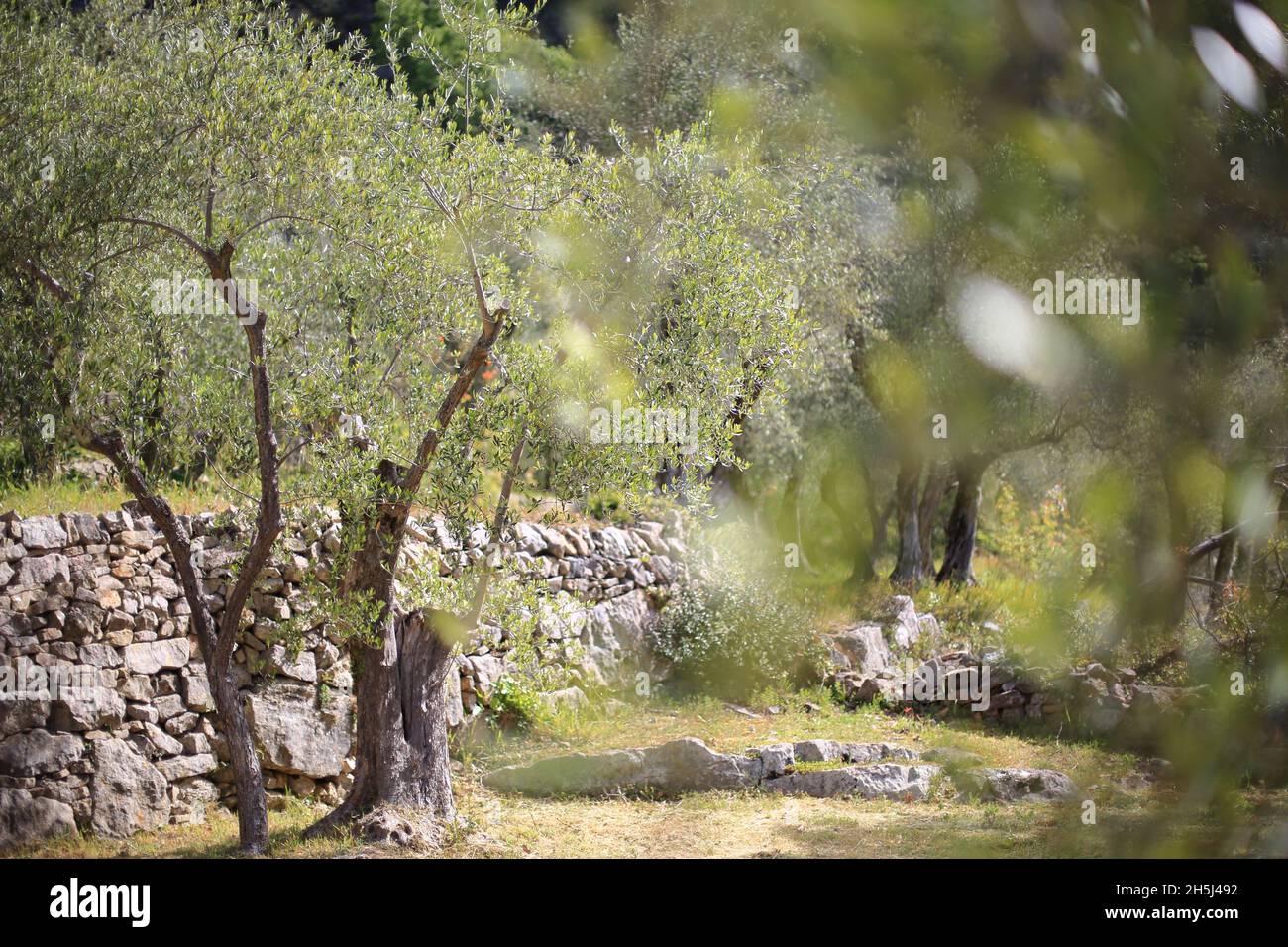 Olive tree field in southern France, Alpes Maritimes, Prealpes d'Azur ...