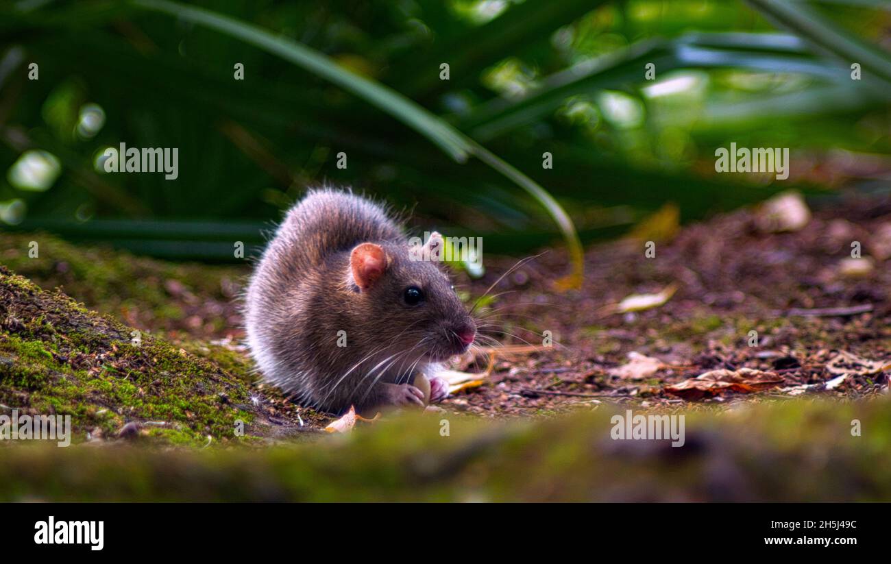 Brown rat walking around on moss in a forest Stock Photo - Alamy