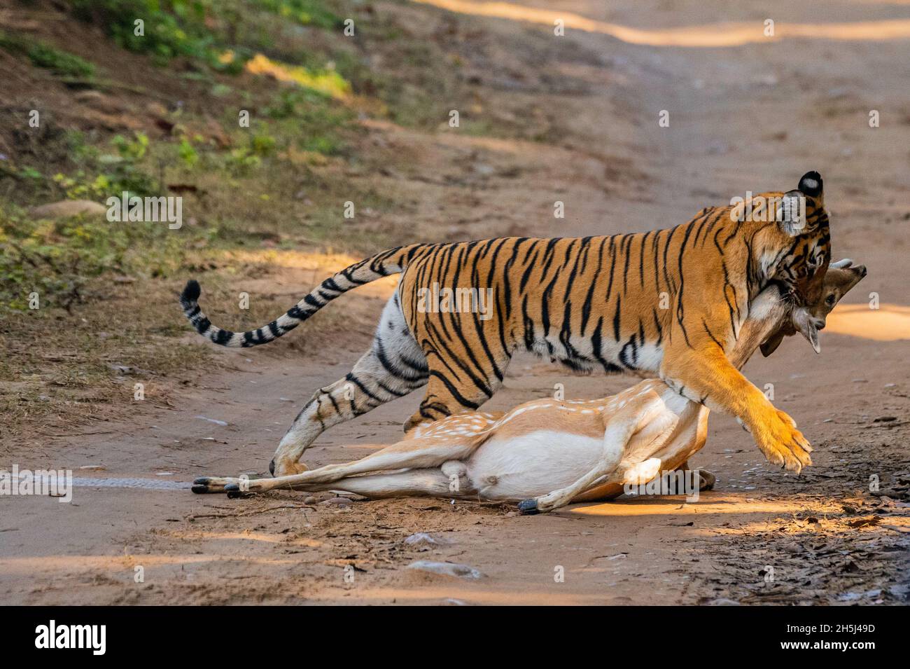 Tiger killing an antelope in the wilderness Stock Photo - Alamy