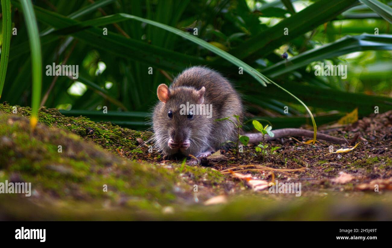 Brown rat walking around on moss in a forest Stock Photo - Alamy