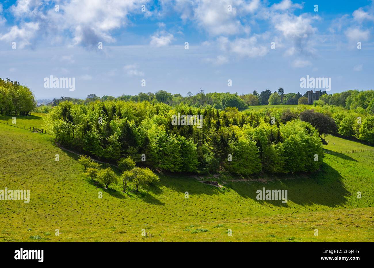 Small cluster of trees and woodland or a small forest in Arundel Park ...