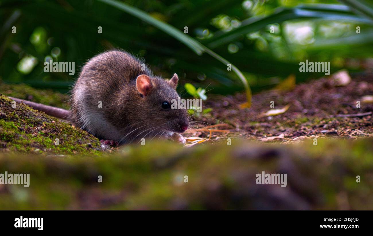 Rat around hi-res stock photography and images - Alamy