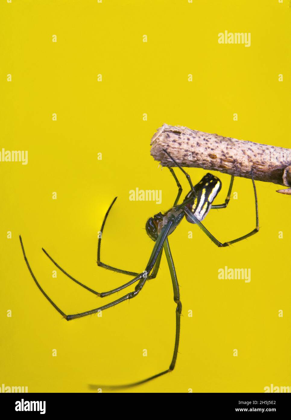 Vertical shot of a spider sitting on a branch isolated on yellow ...