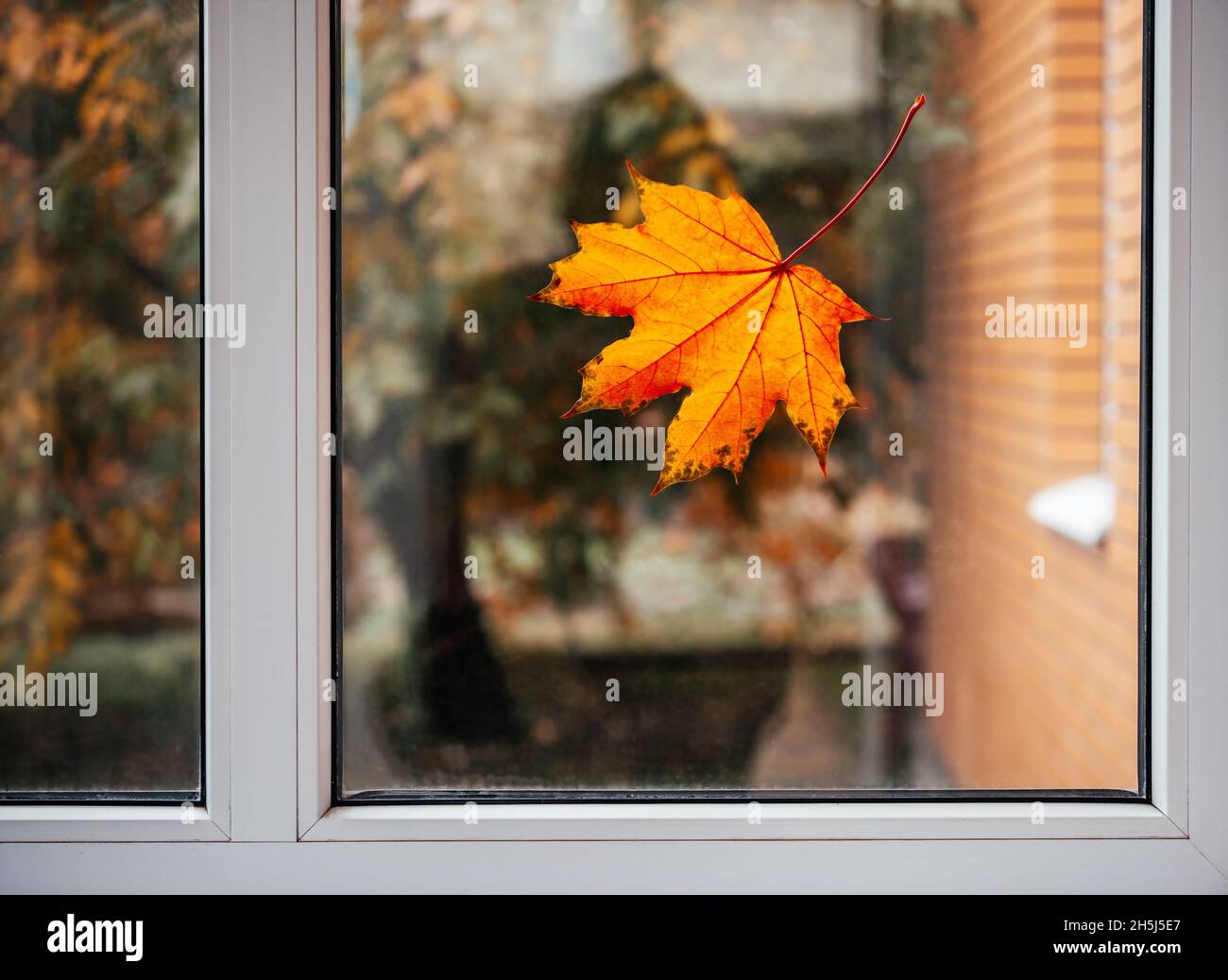 Leaves behind glass hi-res stock photography and images - Alamy