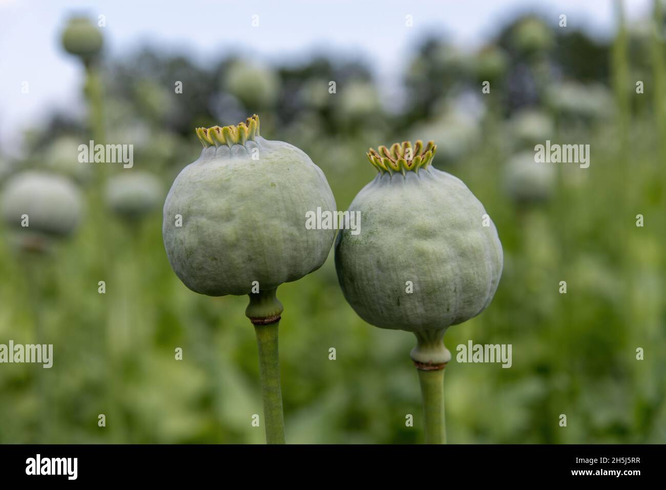Close up view of two mature seed pods of opium poppies (papaver ...