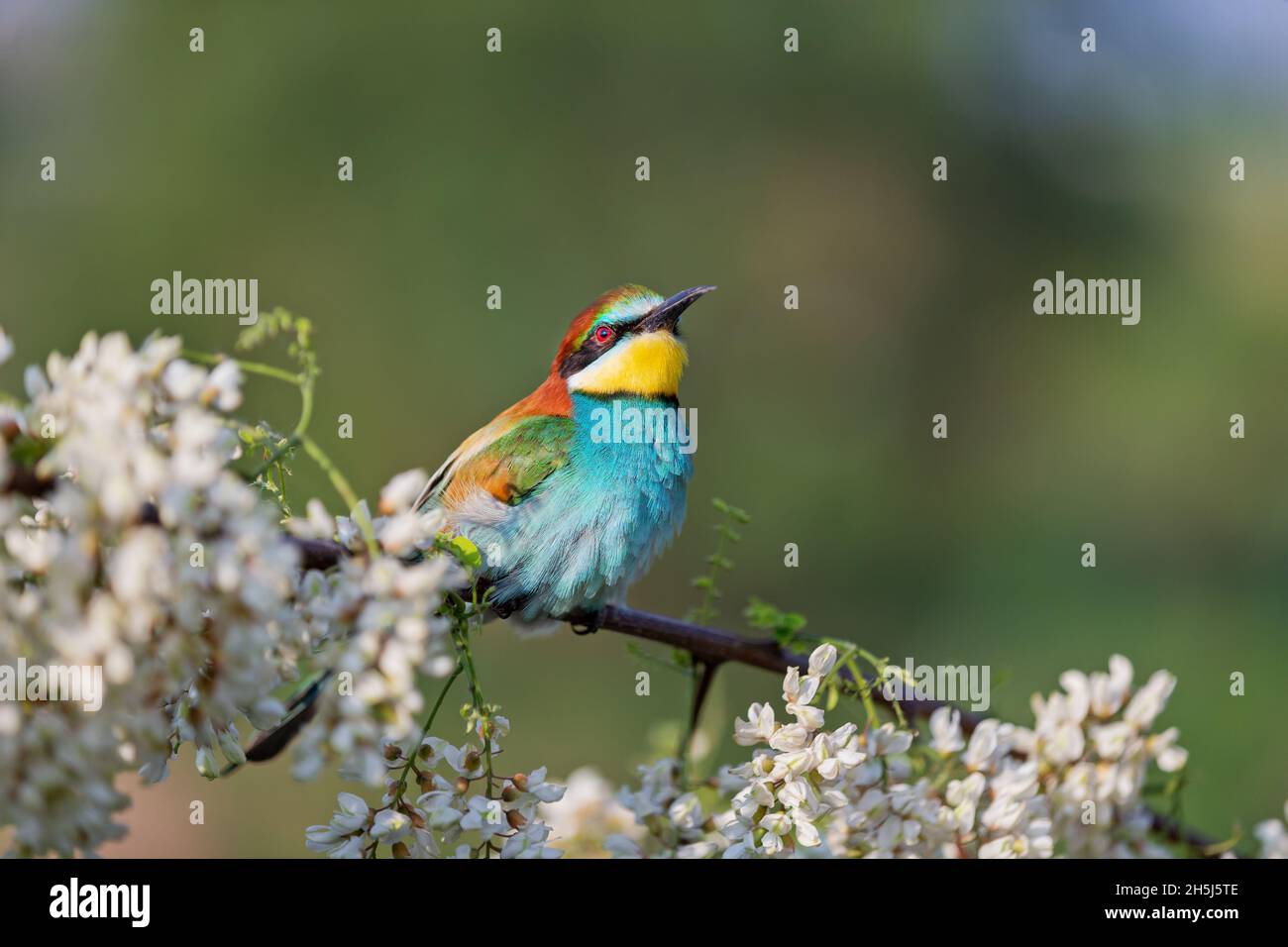 bee-eater on a flowering branch, wild animals Stock Photo - Alamy