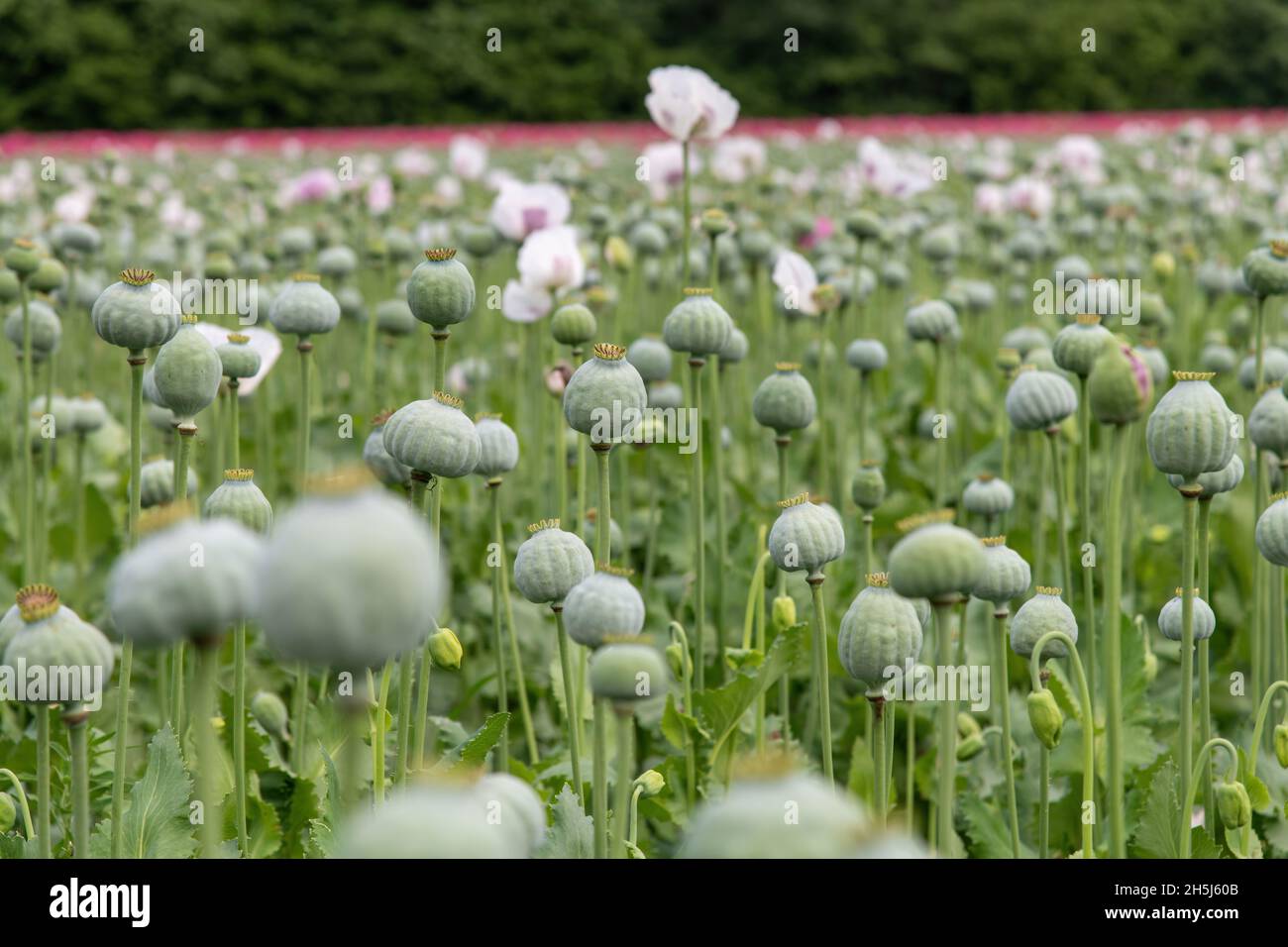 View over an agricultural field of opium poppies (papaver somniferum ...