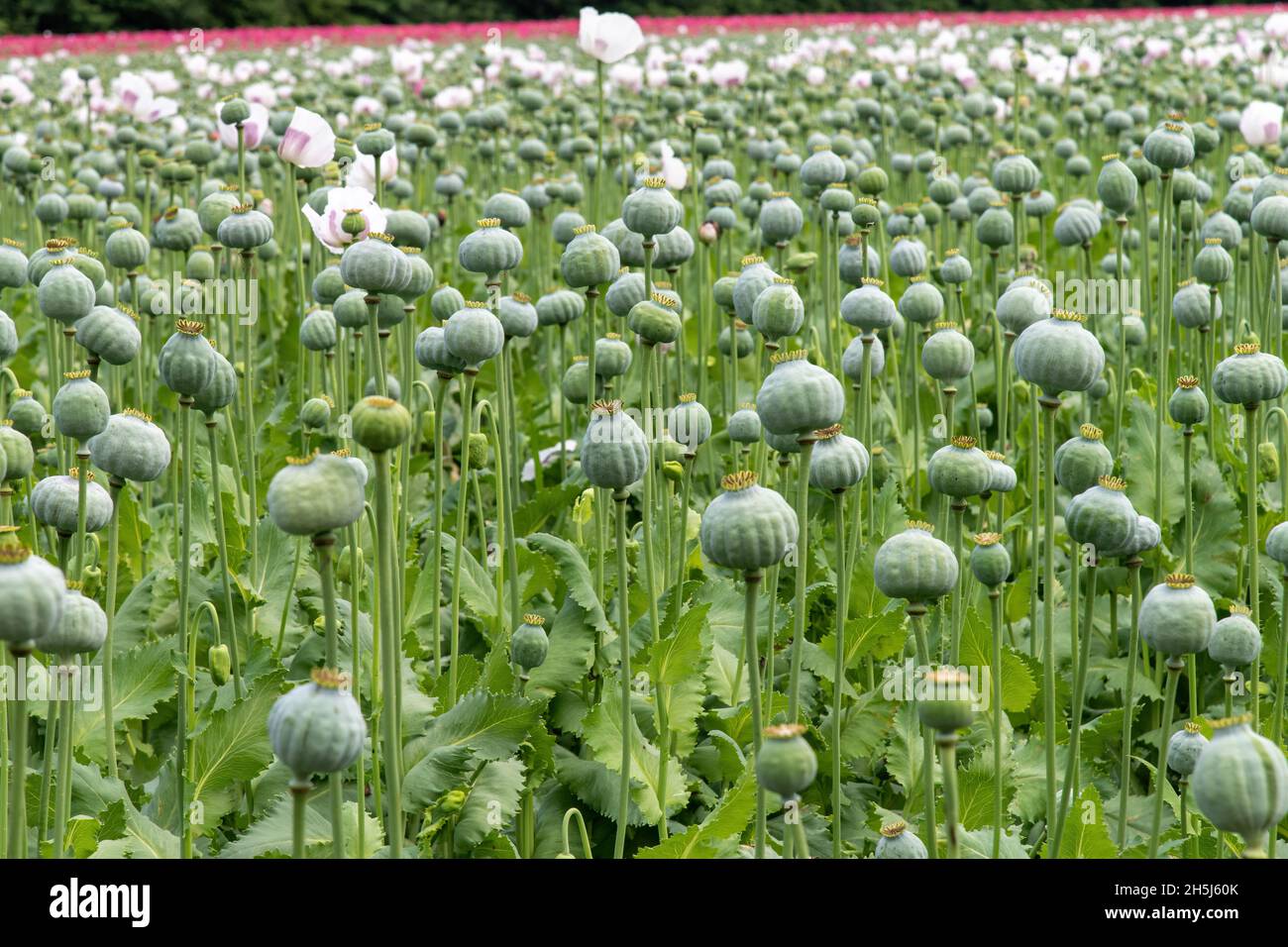 View over an agricultural field of opium poppies (papaver somniferum ...
