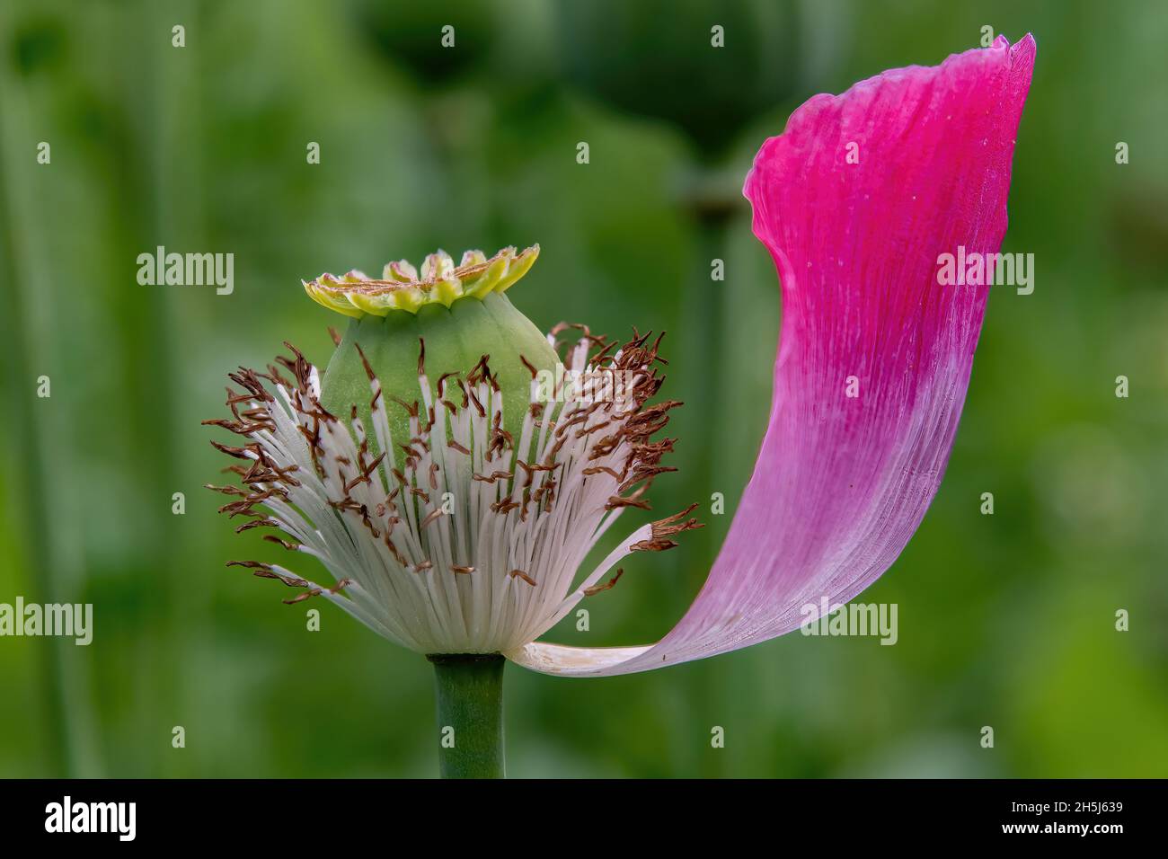 Close up of a mature seed pod of opium poppies (papaver somniferum ...