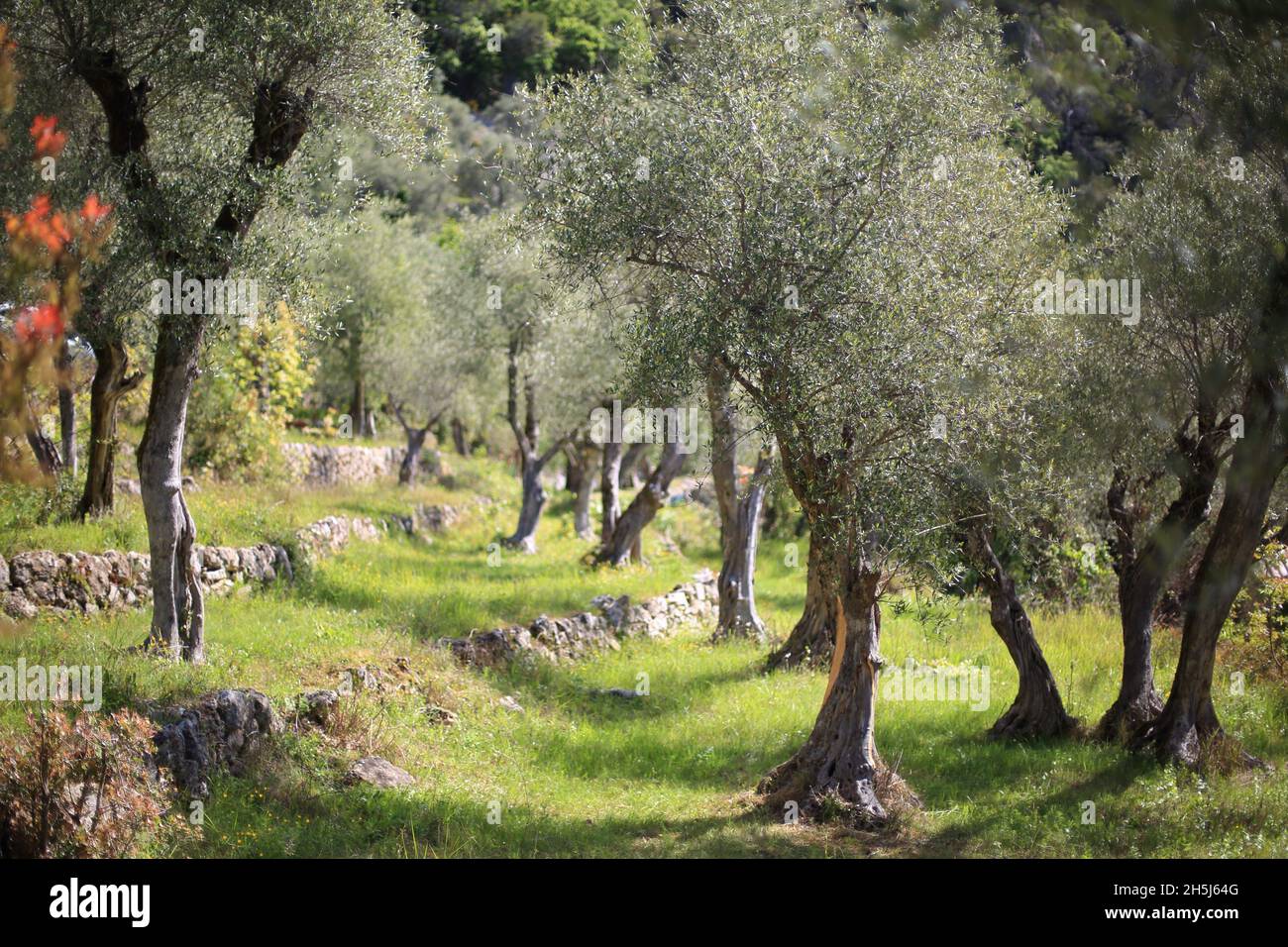 Olive tree field in southern France, Alpes Maritimes, Prealpes d'Azur ...