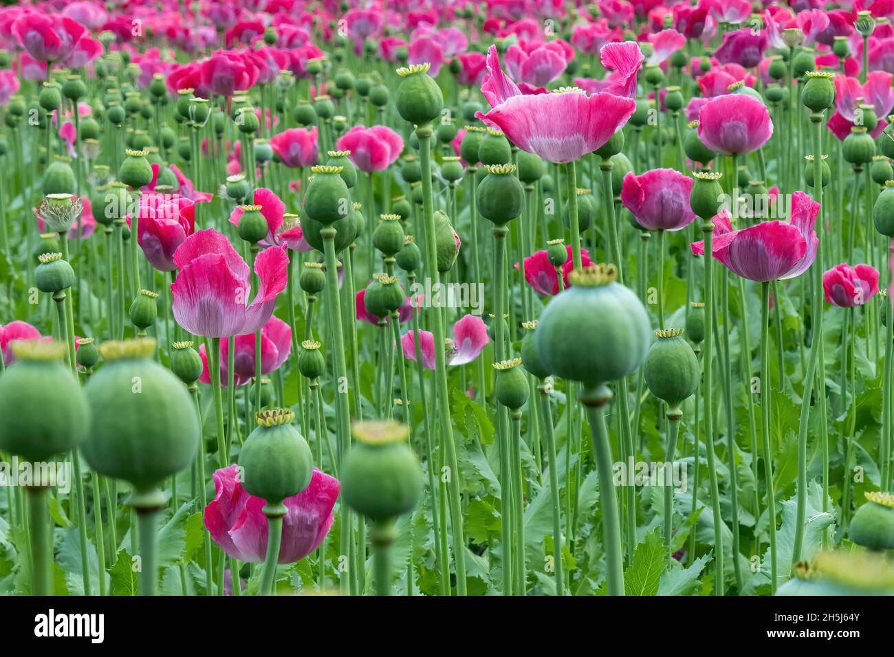 View over an agricultural field of pink opium poppies (papaver ...