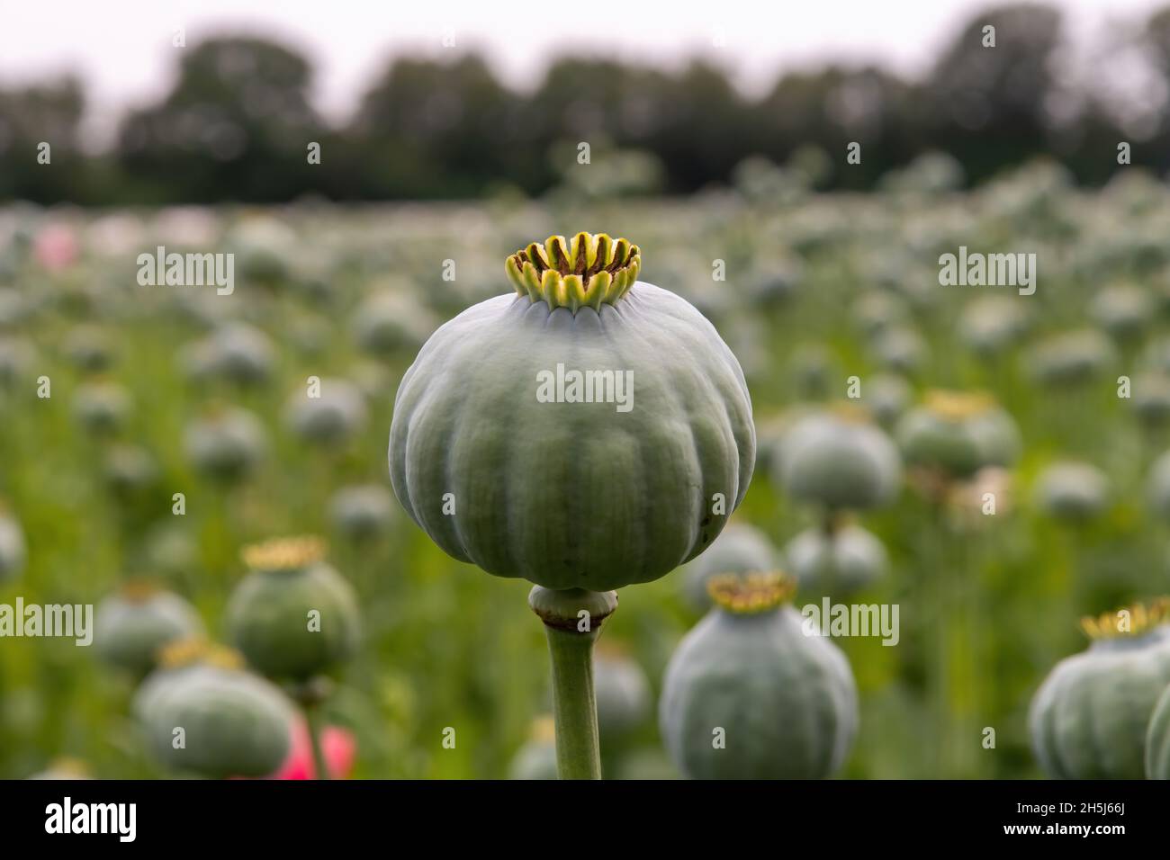 Close up view of a mature seed pod of an opium poppy (papaver ...