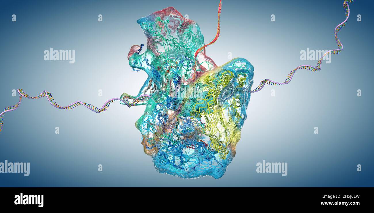 Ribosomes hi-res stock photography and images - Alamy