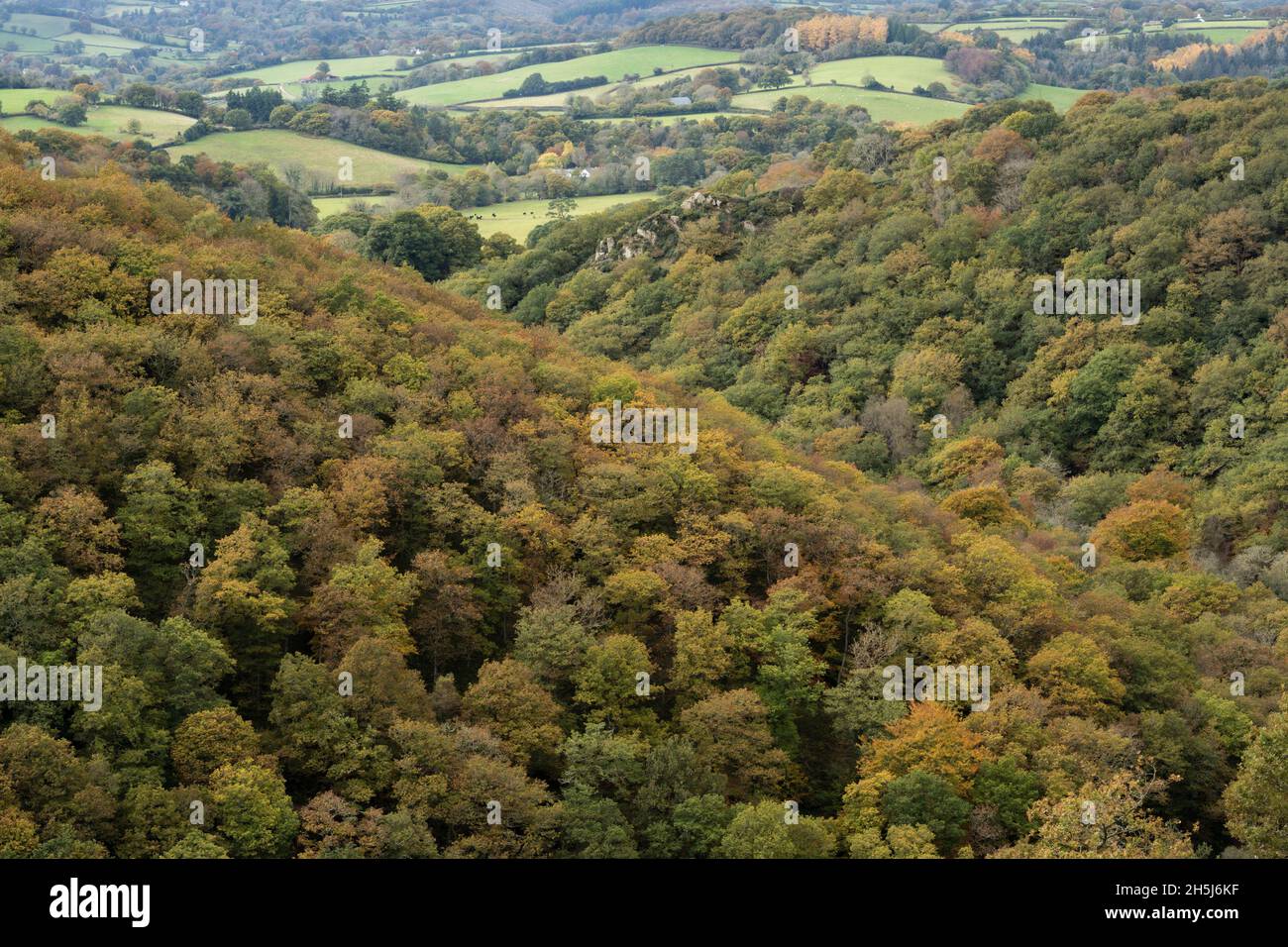 Fingle Bridge, Dartmoor, Devon, UK. 9th Nov, 2021. Weather: Autumn ...