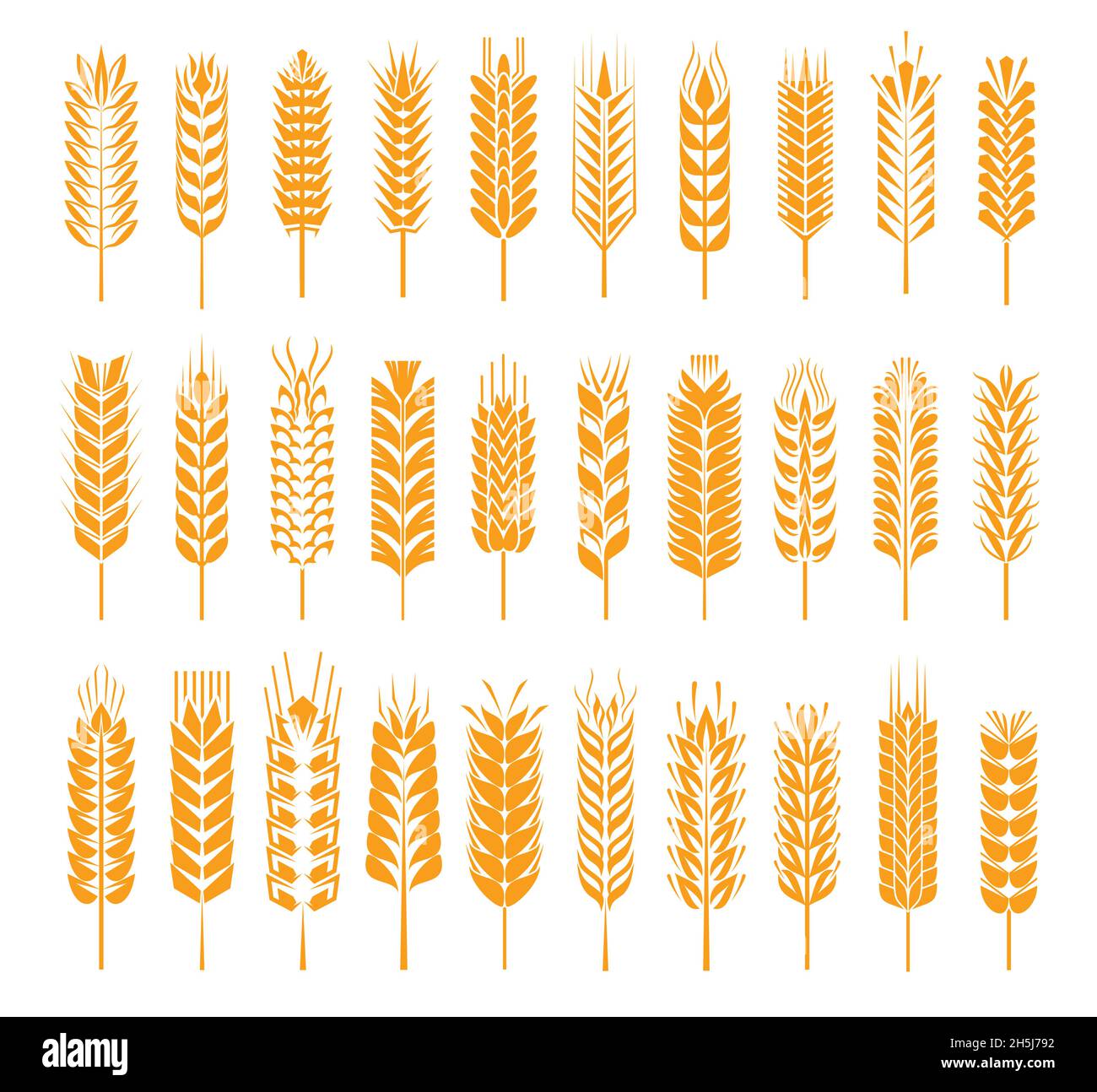 Wheat, rye, barley, rice, millet cereal ear or spike icons. Vector ...