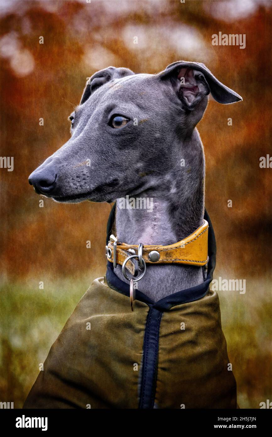 Greyhound walking hi-res stock photography and images - Alamy