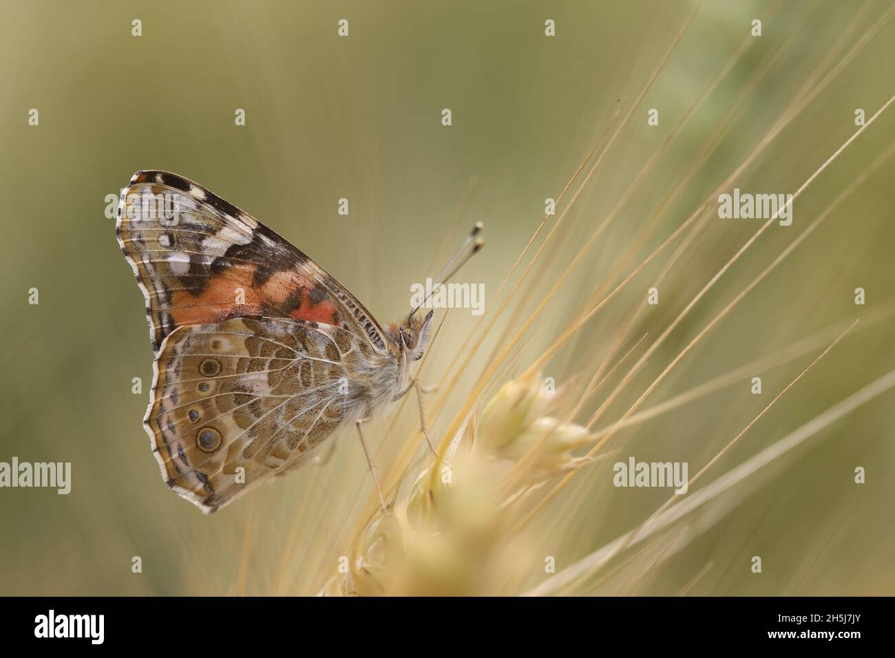Vanessa cardui underside hi-res stock photography and images - Alamy