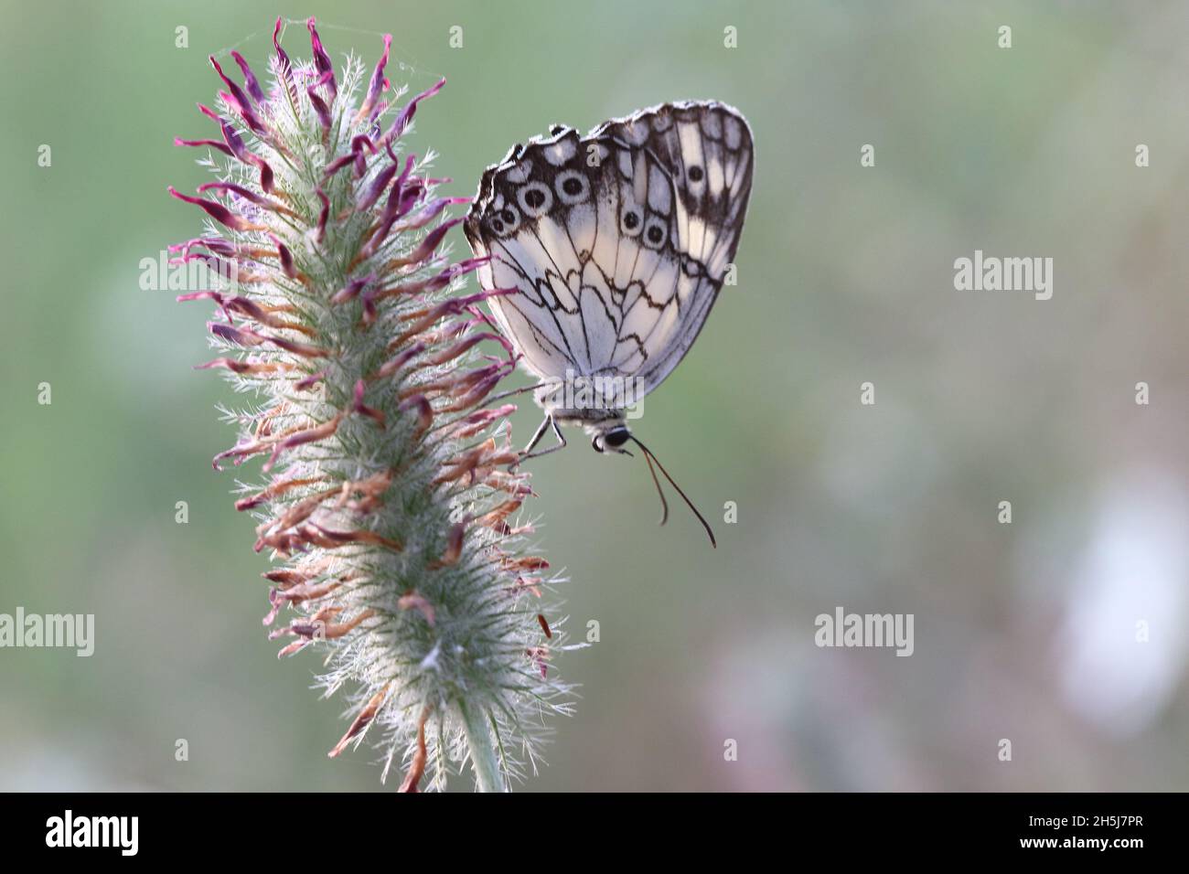 Mediterranean Marbled White (Melanargia titea ) Butterfly Stock Photo ...