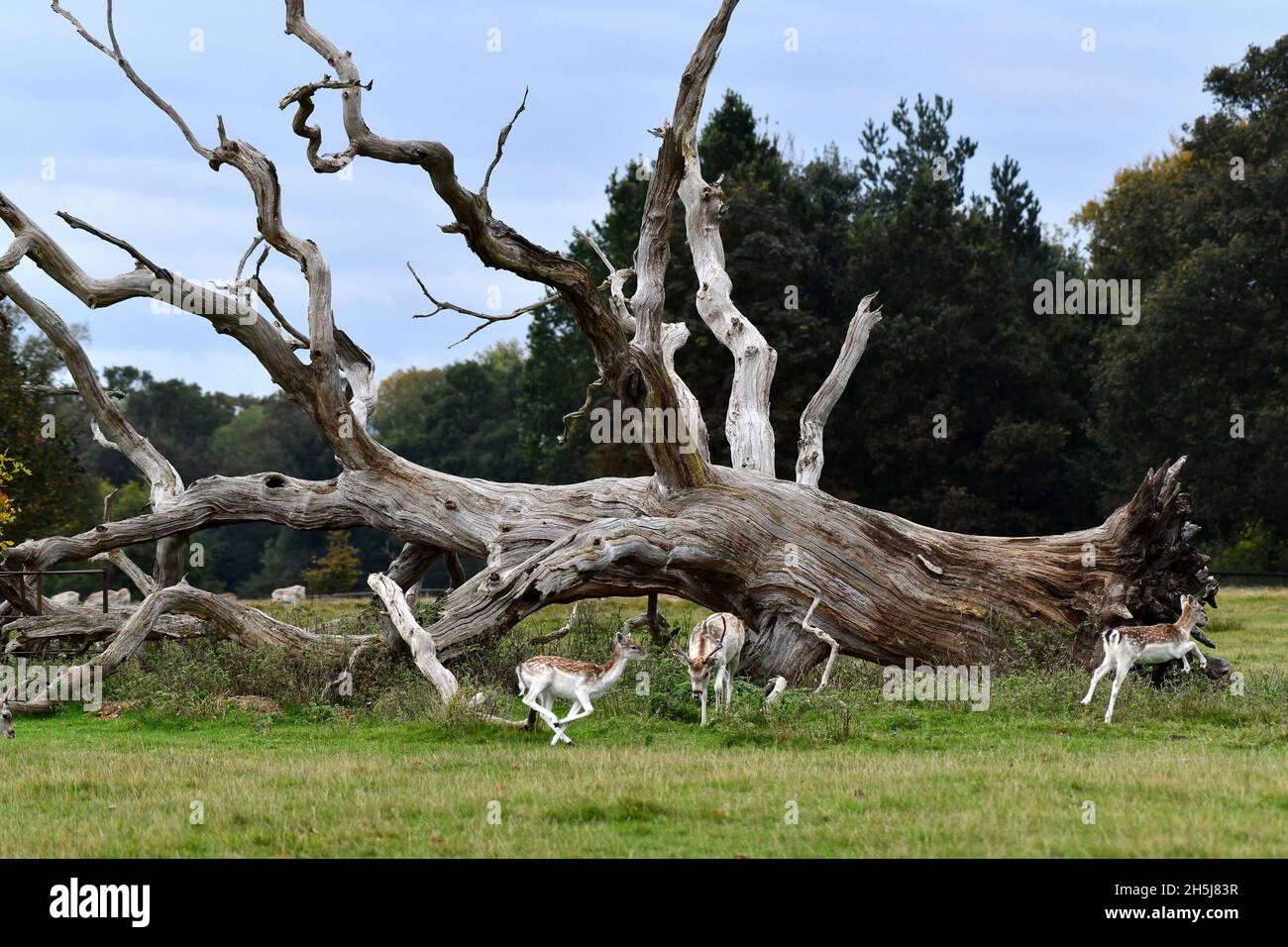 Fallow deer grazing around an old dead oak tree Stock Photo - Alamy