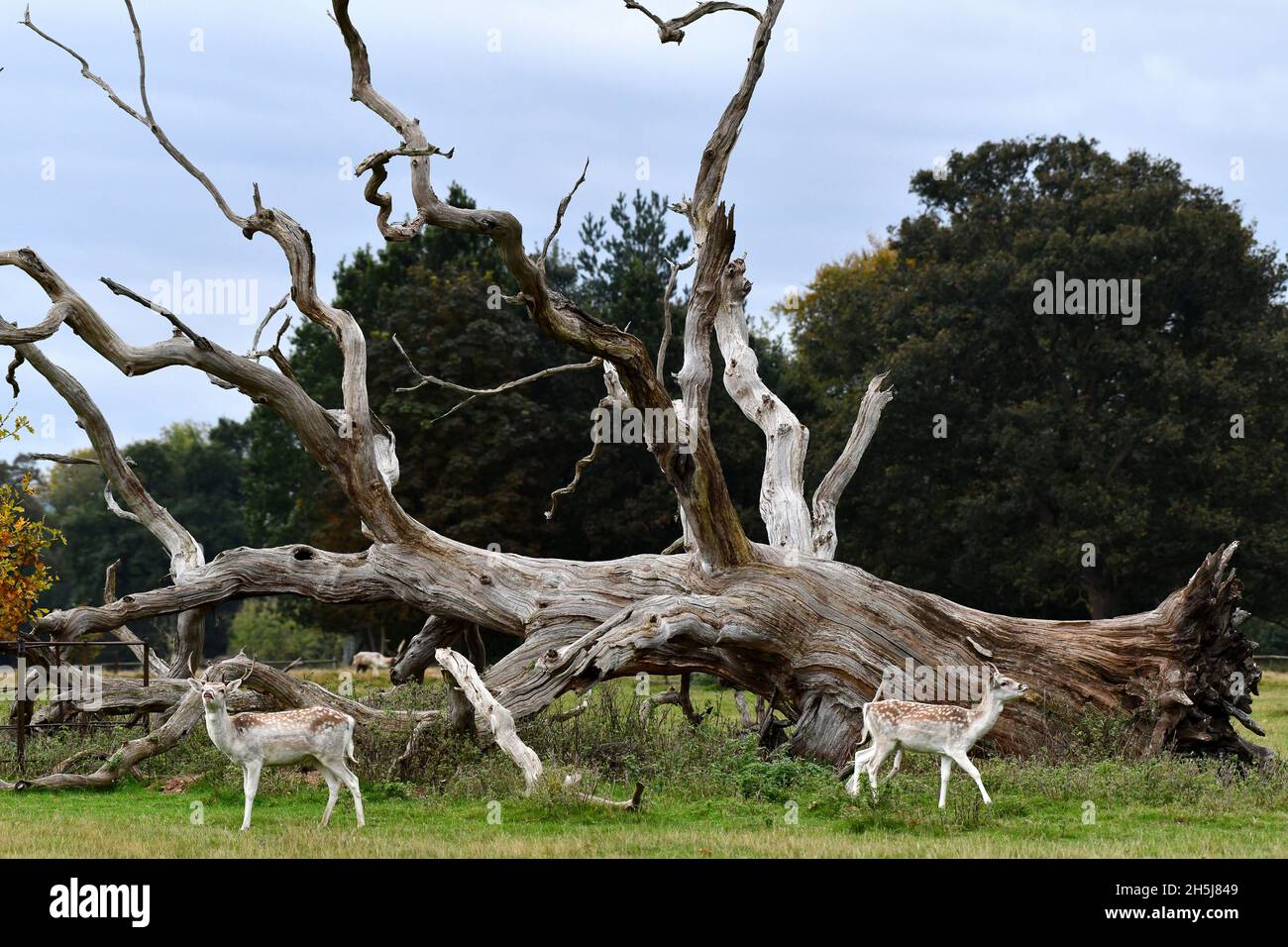 Fallow deer grazing around an old dead oak tree Stock Photo - Alamy