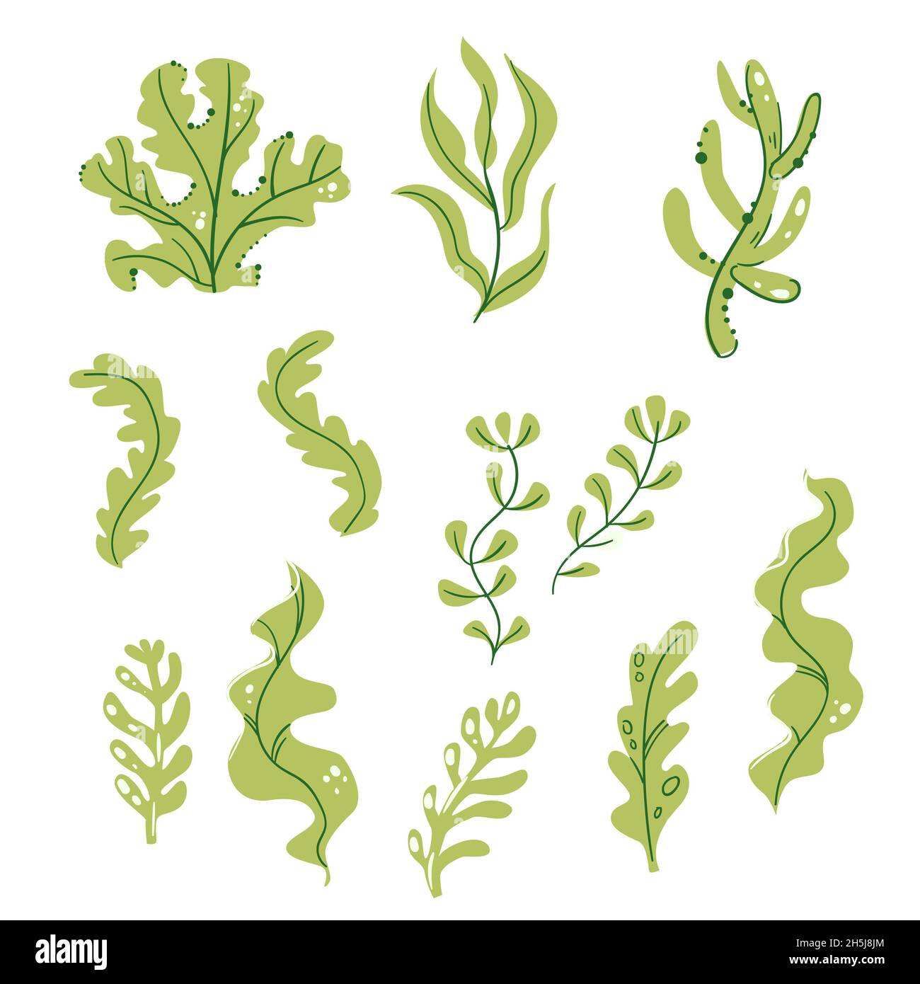 Underwater aquarium seaweed sea hi-res stock photography and images - Alamy