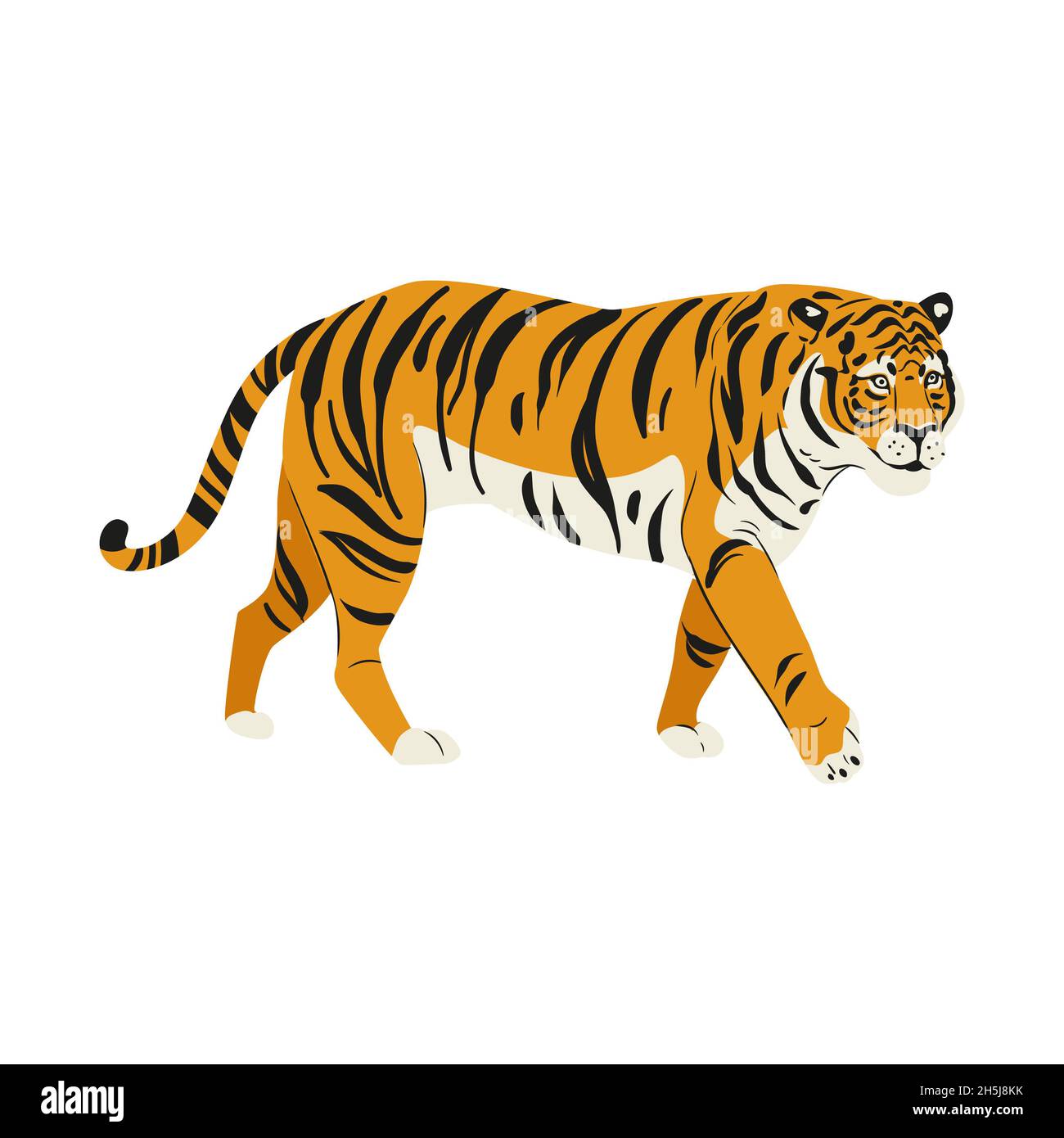 Amur tiger goes isolated on white background. Vector tiger side view ...