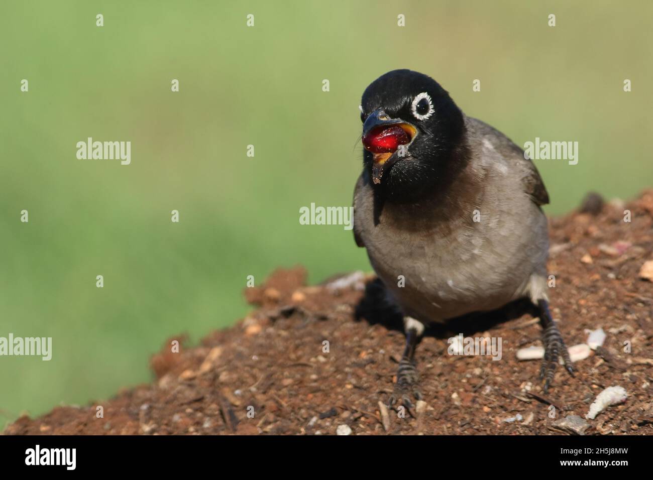 Pycnonotus xanthopygos known as White-spectacled Bulbul Stock Photo - Alamy