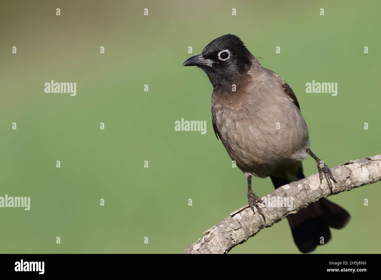 Pycnonotus xanthopygos known as White-spectacled Bulbul Stock Photo - Alamy