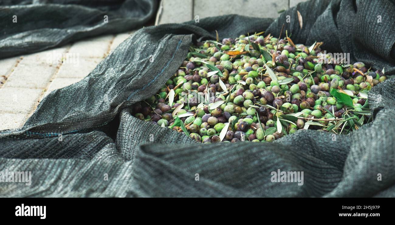 Olive oil production cyprus hi-res stock photography and images - Alamy