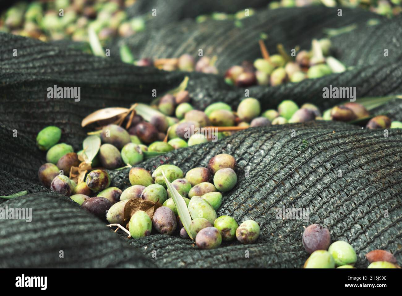 Olive oil production cyprus hi-res stock photography and images - Alamy