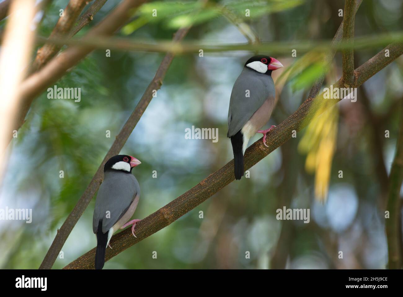 Red headed sparrow hi-res stock photography and images - Alamy
