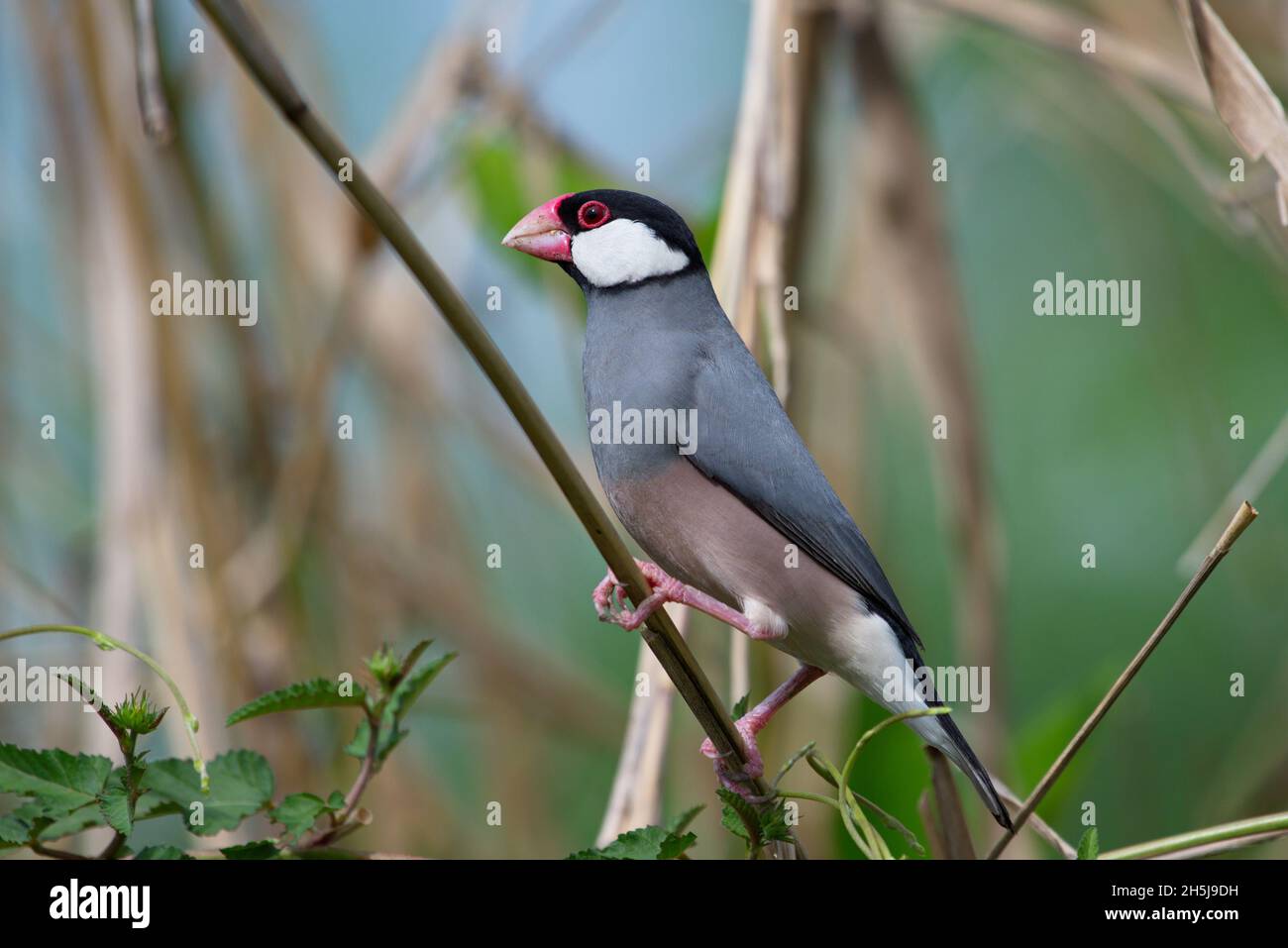 Migrant in jungle male hi-res stock photography and images - Alamy