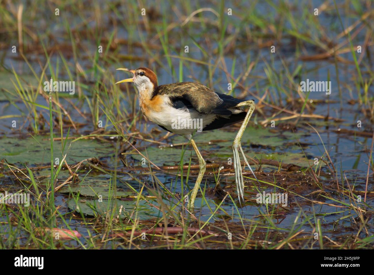 Jacana bird female hi-res stock photography and images - Alamy