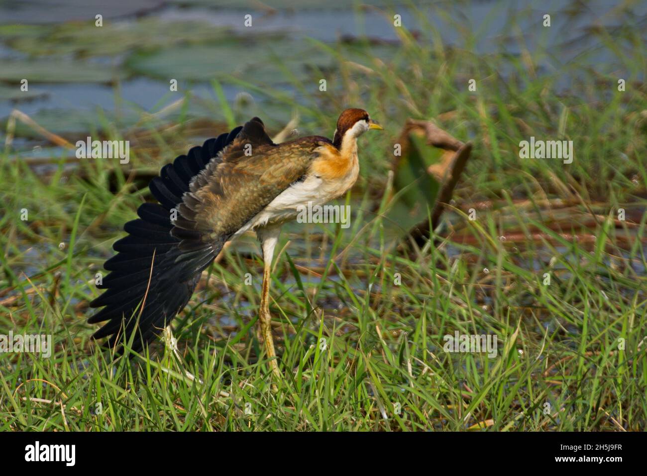 Jacana bird female hi-res stock photography and images - Alamy