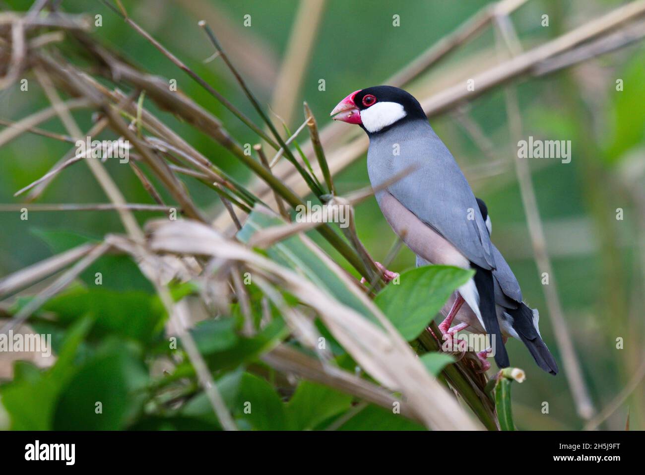 Java sparrow bird in the wild Stock Photo - Alamy