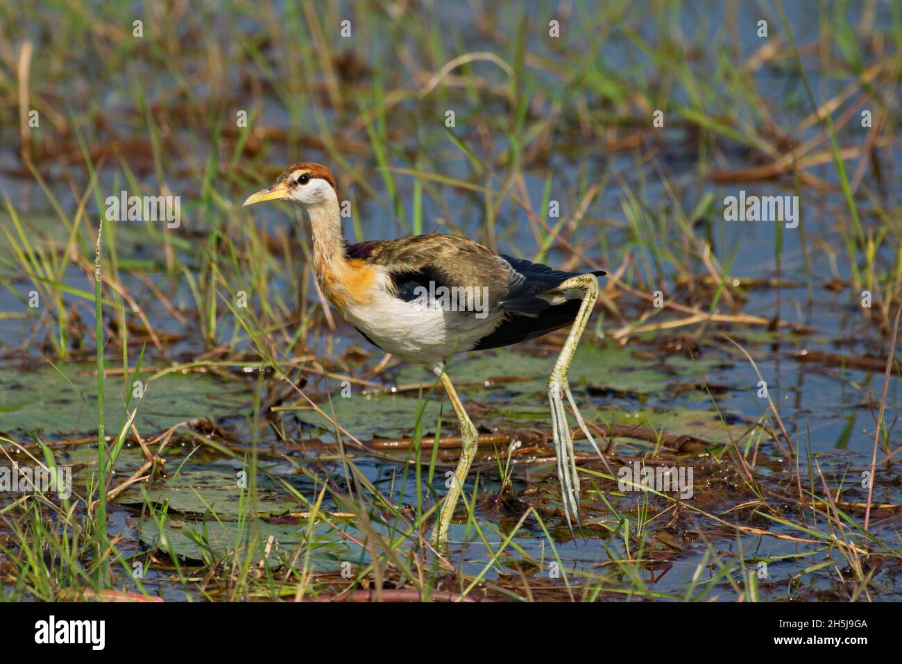 Jacana bird female hi-res stock photography and images - Alamy