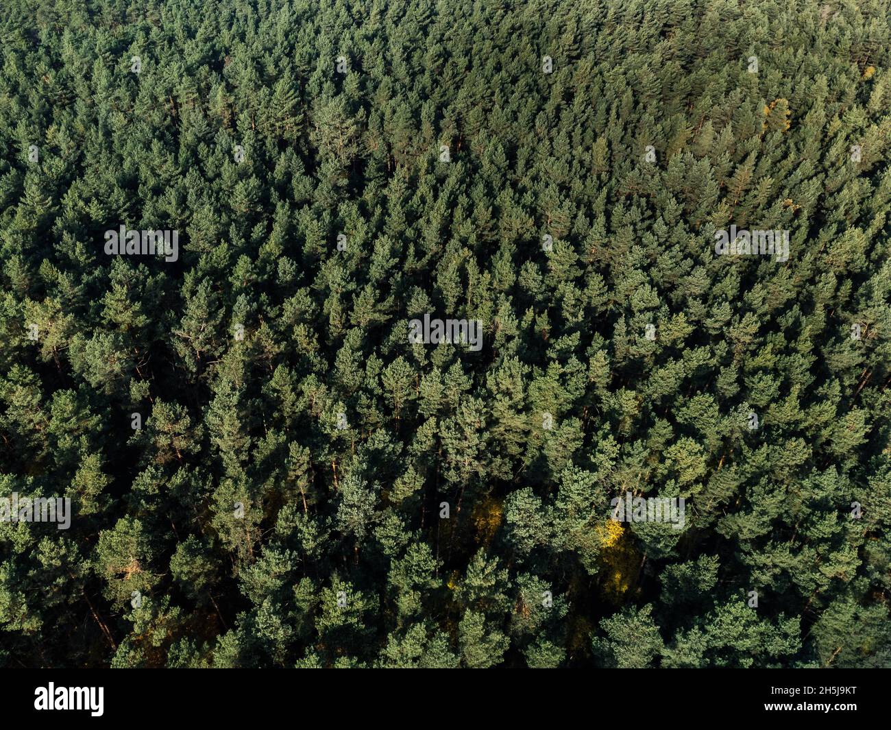 Aerial view of think forest landscape in Coburg Bavaria, Germany Stock ...