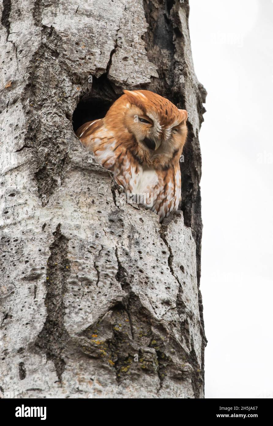 Eastern Red morph screech owl hunts from his nest in tree in winter ...