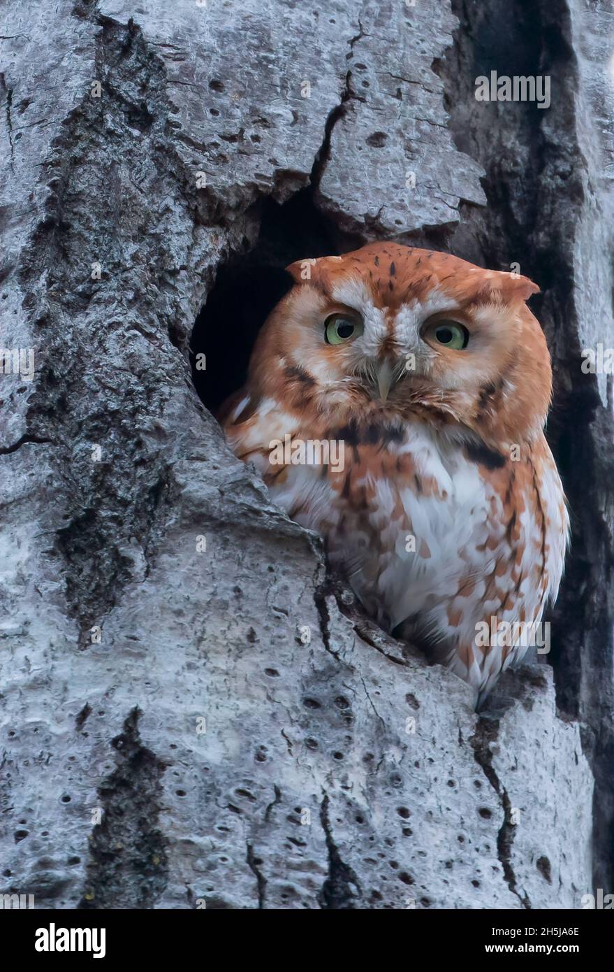 Eastern Red morph screech owl hunts from his nest in tree in winter ...