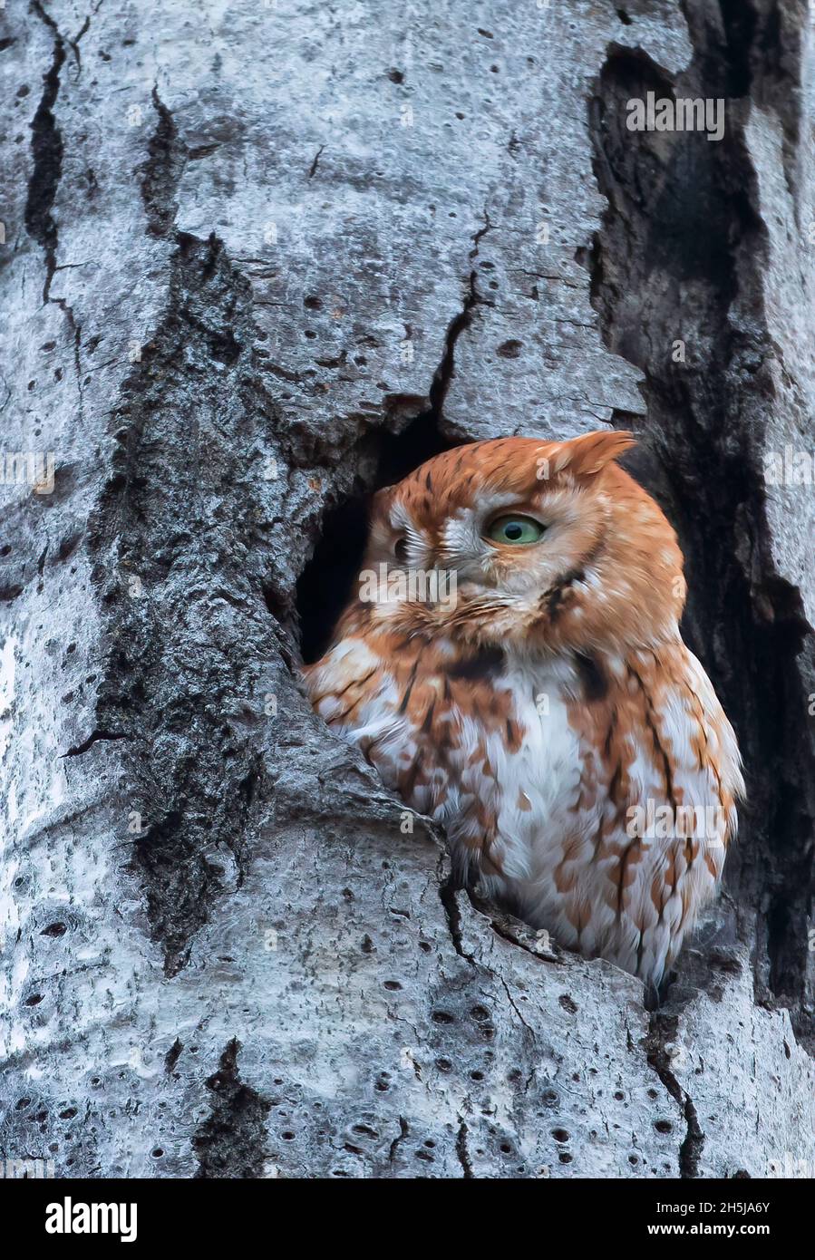 Eastern Red morph screech owl hunts from his nest in tree in winter ...