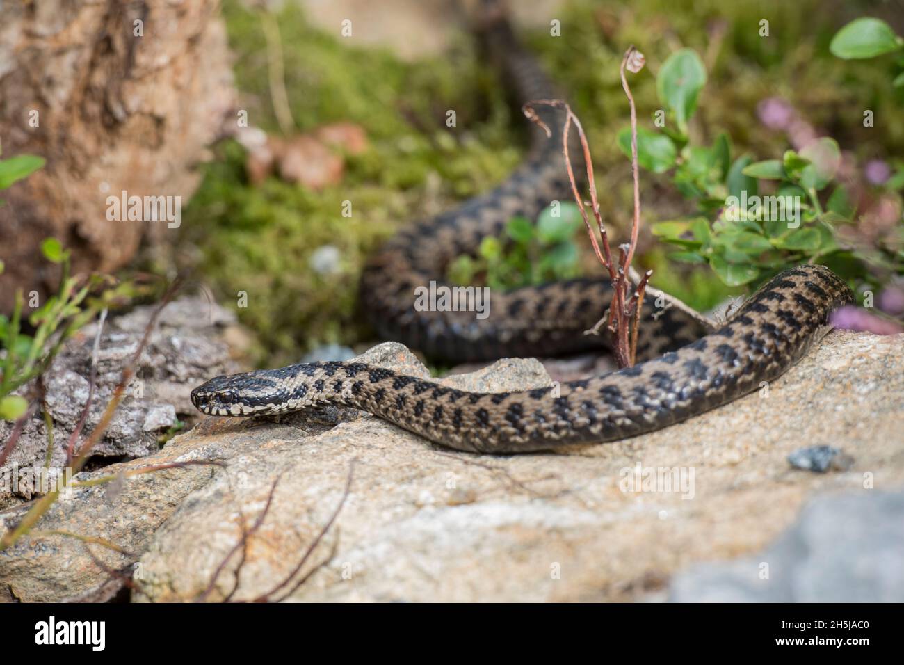 Common european adder hi-res stock photography and images - Alamy