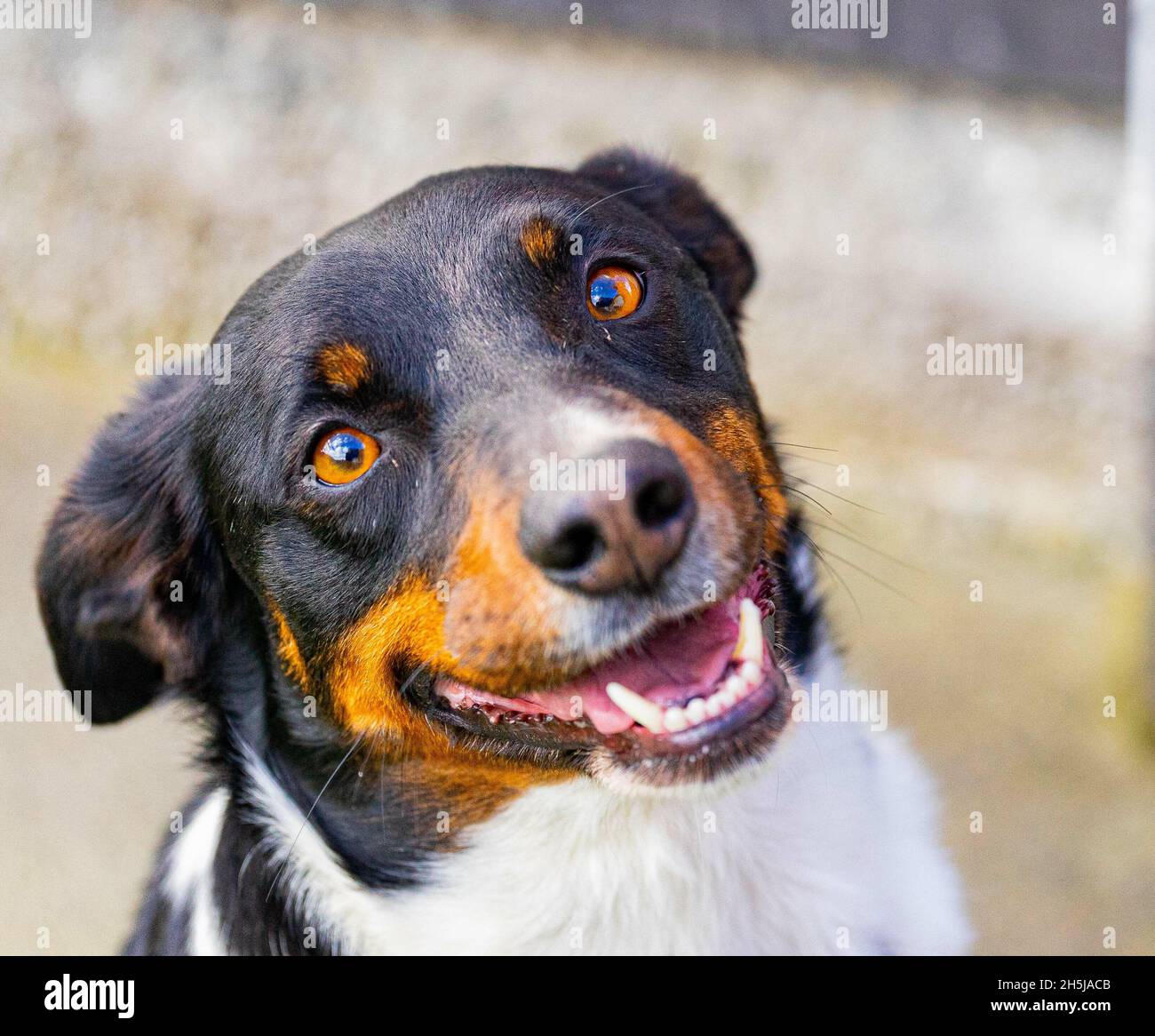 Eyes to camera portrait smiling smile hi-res stock photography and ...