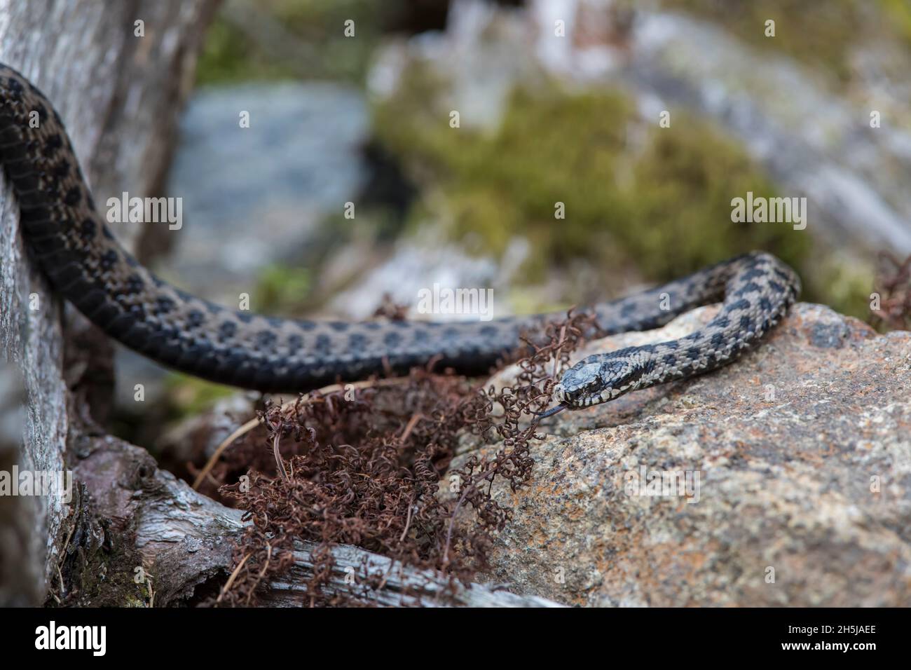 Kreuzotter, Vipera berus, common European adder Stock Photo - Alamy