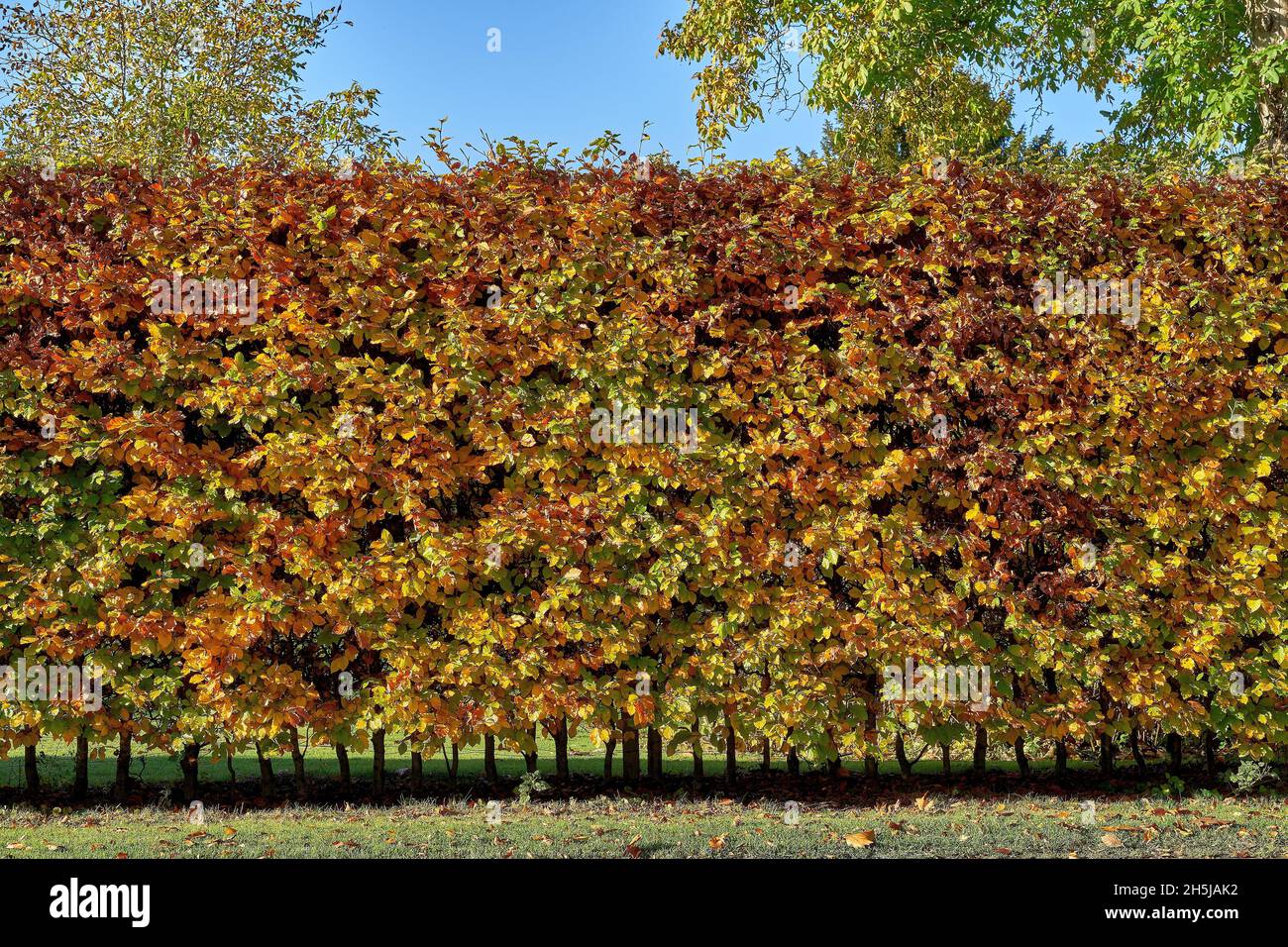 Hornbeam hedge in autumn (Carpinus betulus Stock Photo - Alamy