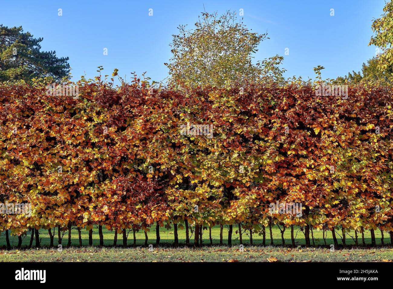 Hornbeam hedge in autumn (Carpinus betulus Stock Photo - Alamy