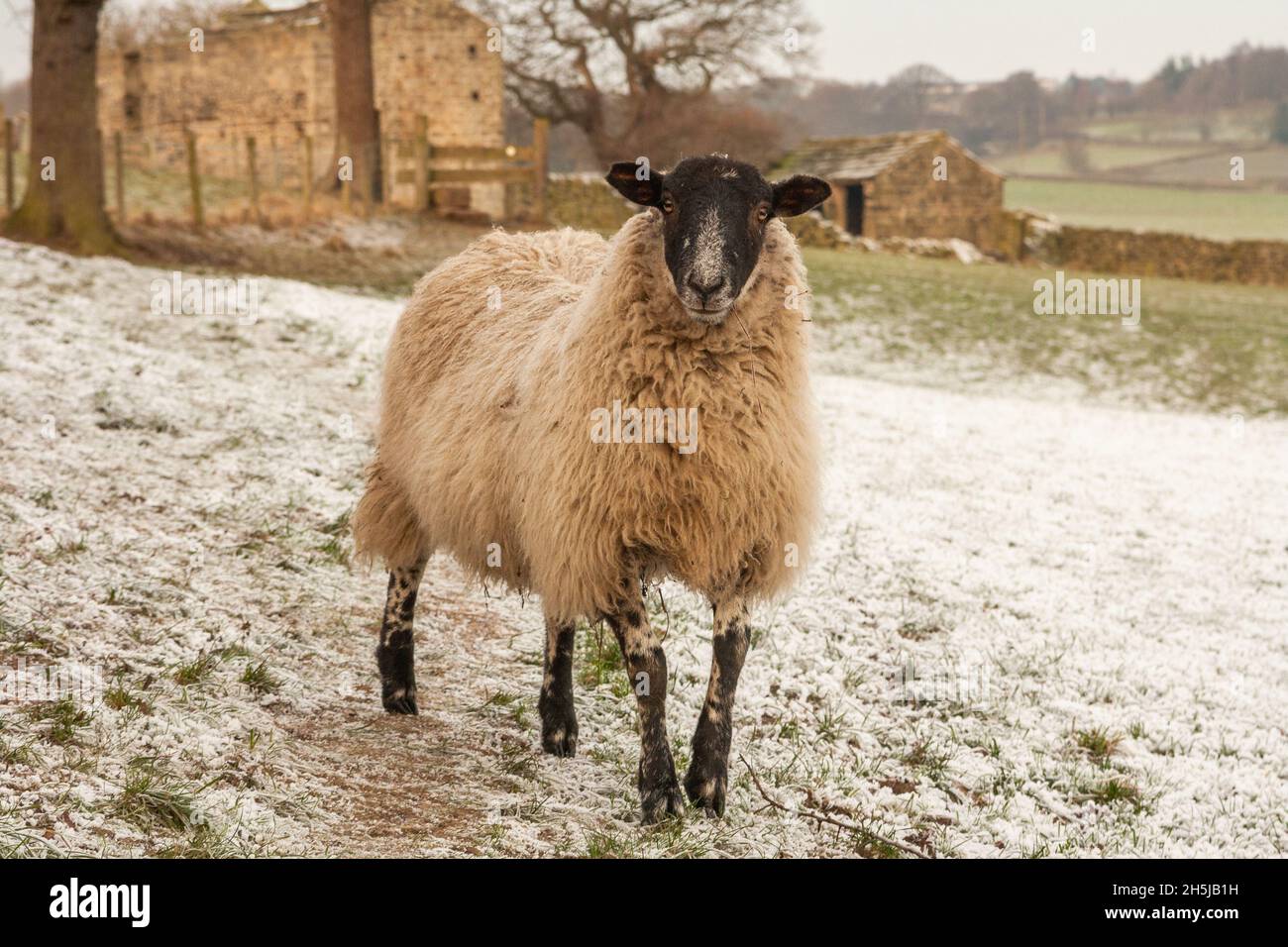Sheep in frosty field hi-res stock photography and images - Alamy