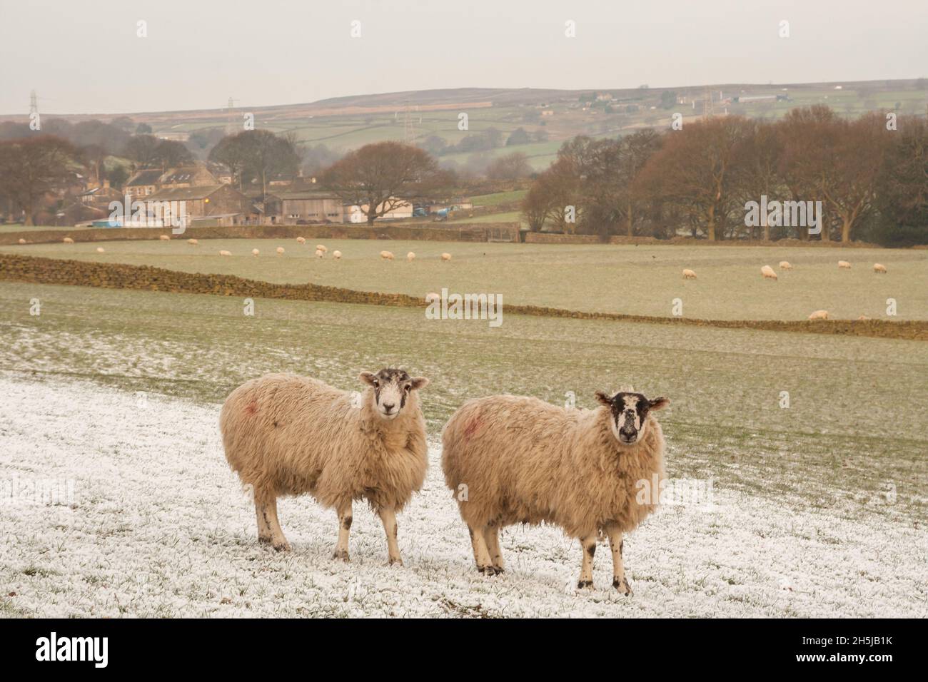 Sheep in winter. The grazing fields are covered in a thick frost Stock ...